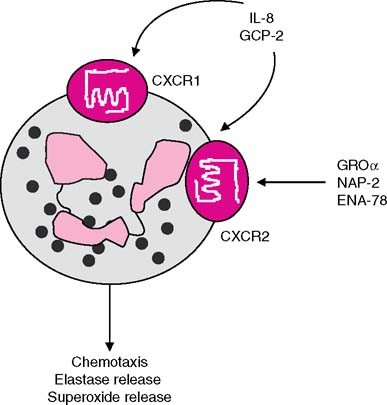 The Role of Interleukin-8 and its Receptors in Inflammatory Lung ...