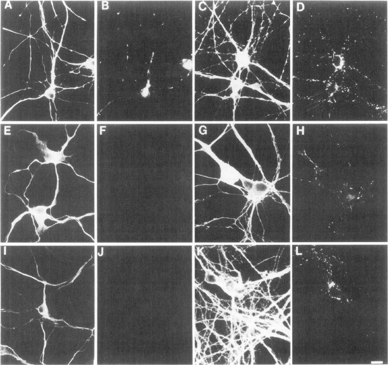Distinct Roles of Synapsin I and Synapsin II during Neuronal ...