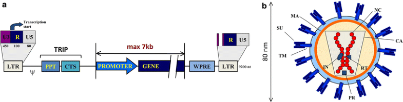 Lentiviral Vectors in Gene Therapy: Their Current Status and Future ...