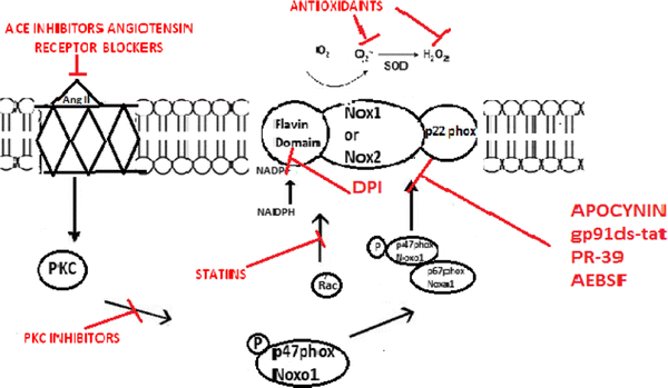 The NADPH Oxidase Family and its Inhibitors | SpringerLink