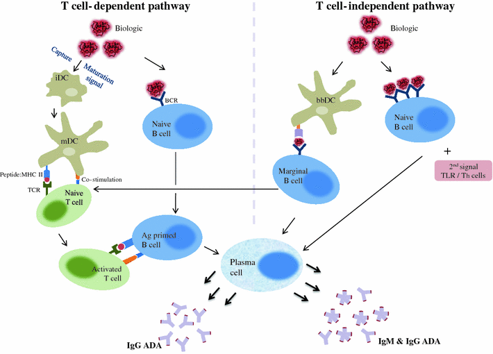 Immunogenicity to Biologics: Mechanisms, Prediction and Reduction ...