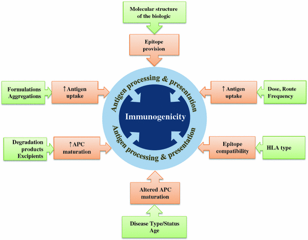 Immunogenicity to Biologics: Mechanisms, Prediction and Reduction ...