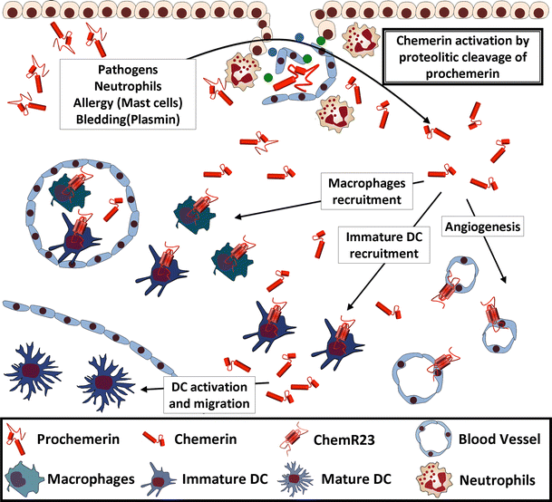 Chemerin/chemR23 axis in inflammation onset and resolution | SpringerLink