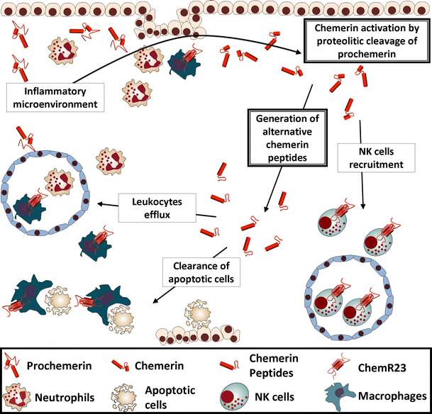 Chemerin/chemR23 axis in inflammation onset and resolution | SpringerLink