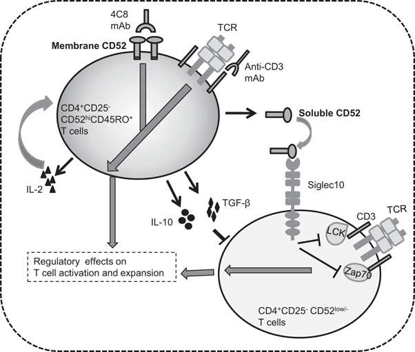 The immunological function of CD52 and its targeting in organ transplantation | SpringerLink