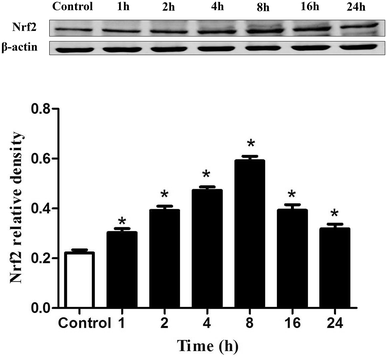 Nrf2/ARE pathway inhibits ROS-induced NLRP3 inflammasome activation in ...