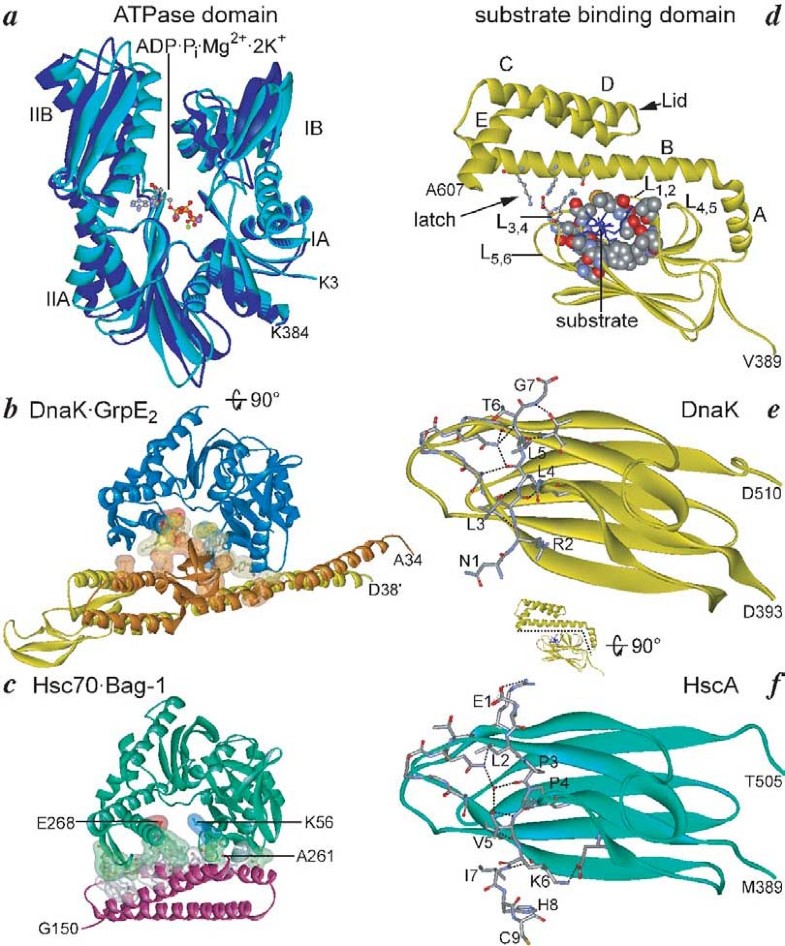 Hsp70 chaperones: Cellular functions and molecular mechanism | SpringerLink