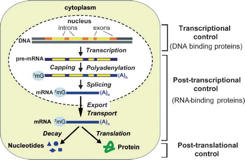 Post-transcriptional gene regulation: From genome-wide studies to ...