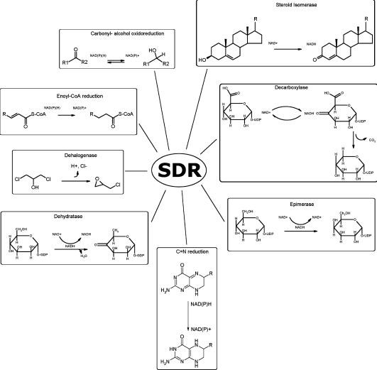 Medium- and short-chain dehydrogenase/reductase gene and protein ...