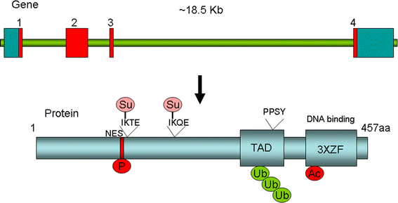 Essential role of KLF5 transcription factor in cell proliferation and ...