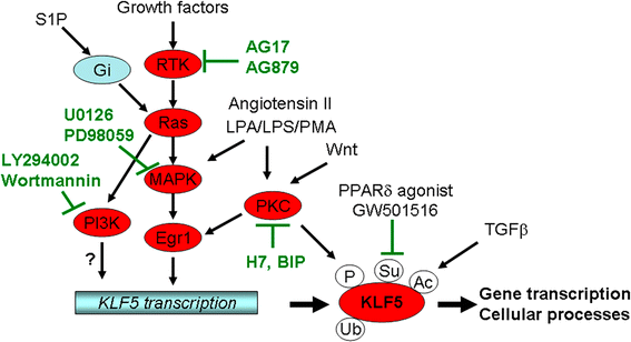 Essential role of KLF5 transcription factor in cell proliferation and ...