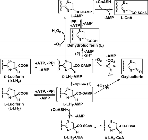 Firefly luciferase: an adenylate-forming enzyme for multicatalytic ...