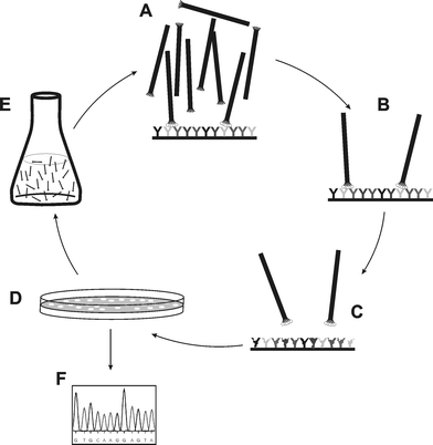 Progress in phage display: evolution of the technique and its ...