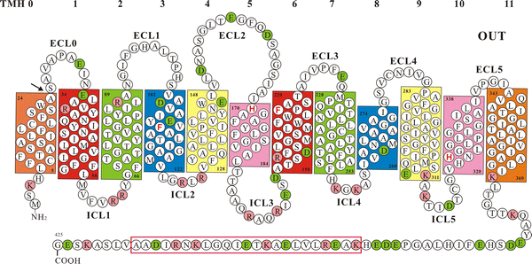 The Rh protein family: gene evolution, membrane biology, and disease ...