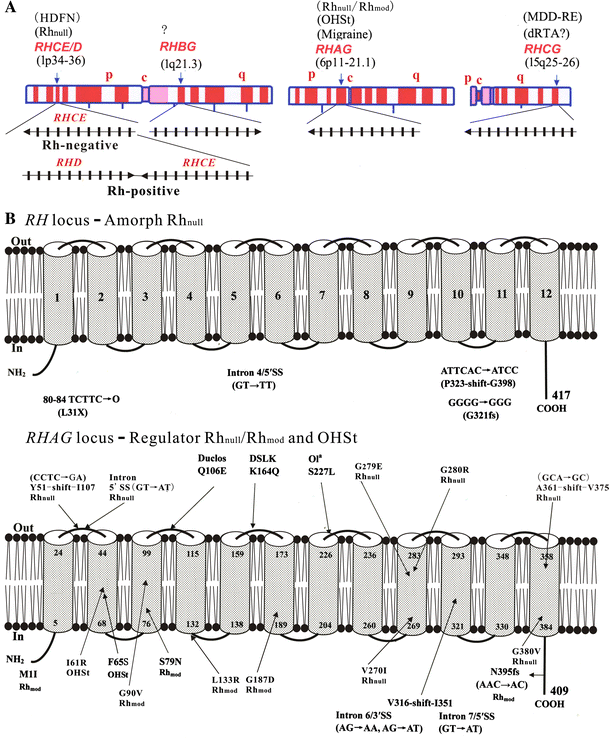 The Rh protein family: gene evolution, membrane biology, and disease ...