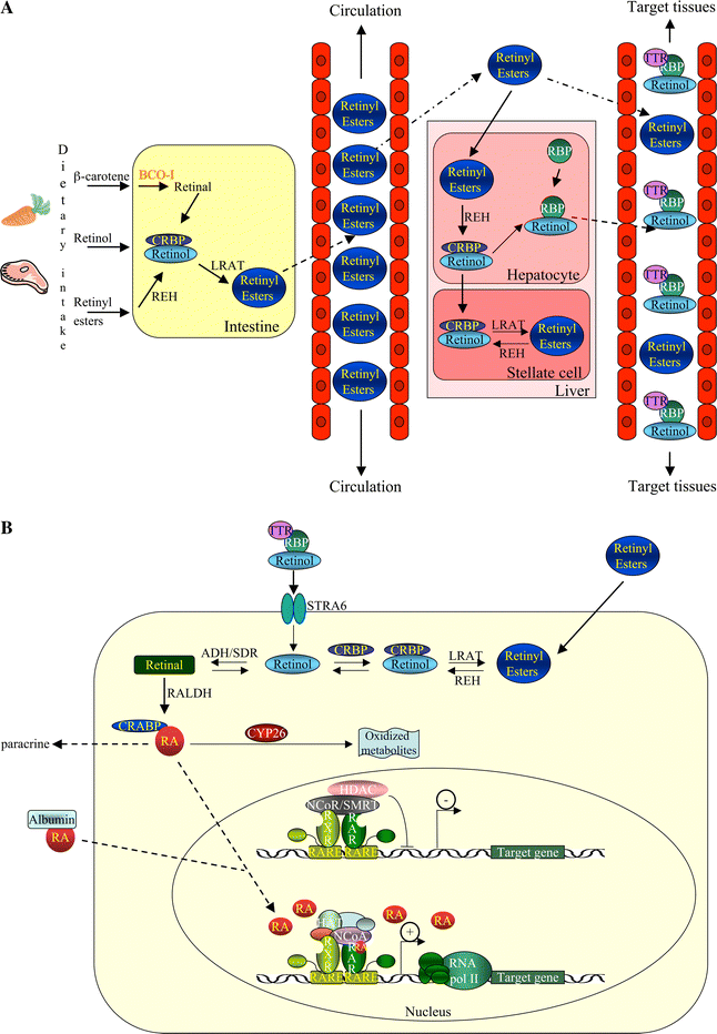 From carrot to clinic: an overview of the retinoic acid signaling ...