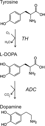 The dopamine D4 receptor: biochemical and signalling properties ...