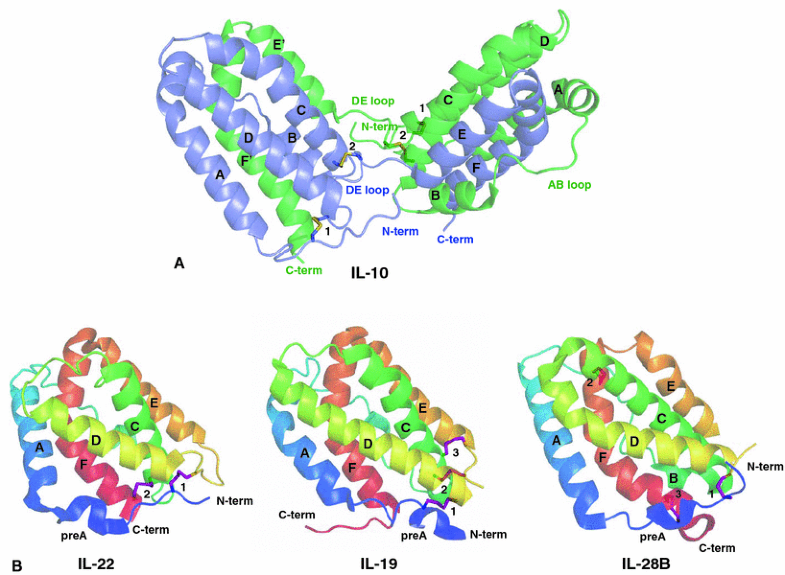 Structure and function of interleukin-22 and other members of the interleukin-10 family ...