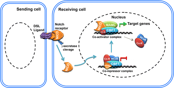 Non-canonical activation of Notch signaling/target genes in vertebrates ...