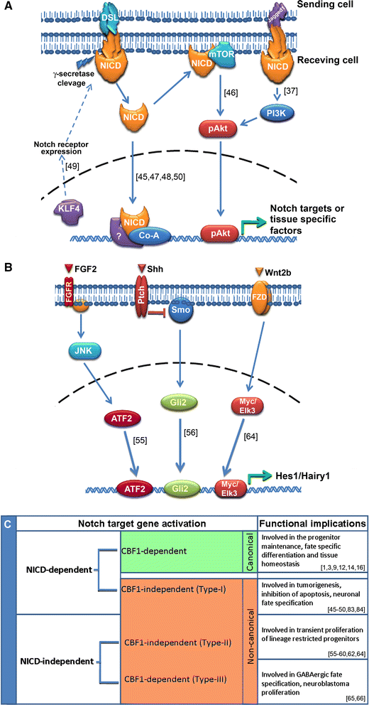 Non-canonical activation of Notch signaling/target genes in vertebrates ...