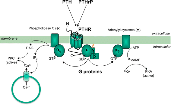 Molecular basis of parathyroid hormone receptor signaling and ...