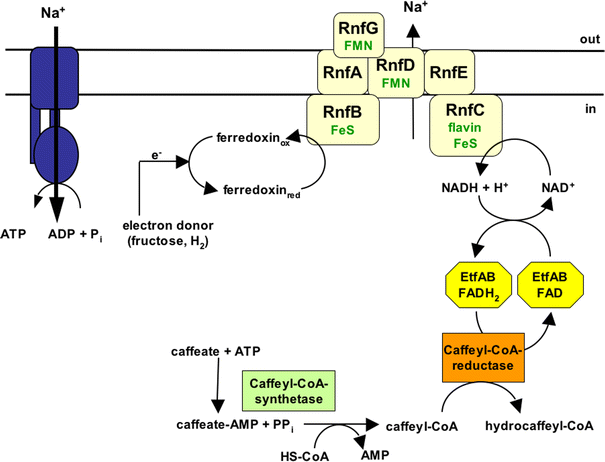 Biochemistry, evolution and physiological function of the Rnf complex ...