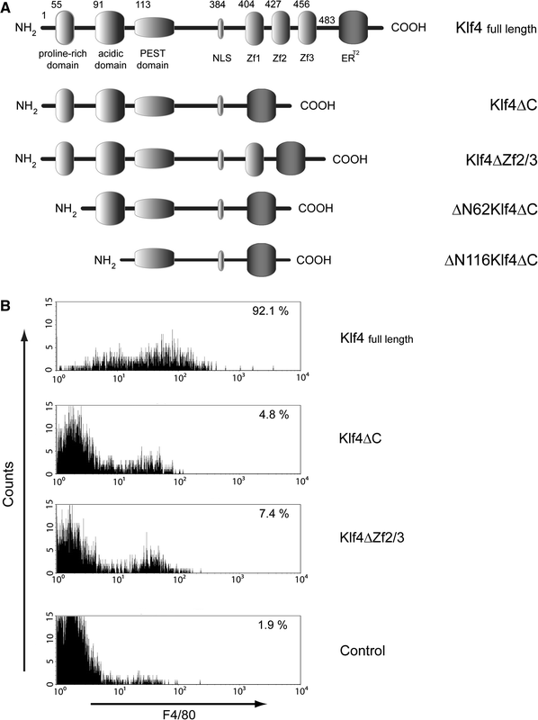 The structure of the Klf4 DNA-binding domain links to self-renewal and ...