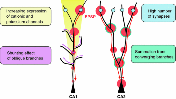 Synaptic integration by different dendritic compartments of hippocampal CA1 and CA2 pyramidal ...