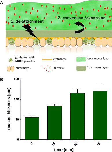 Composition and functional role of the mucus layers in the intestine ...