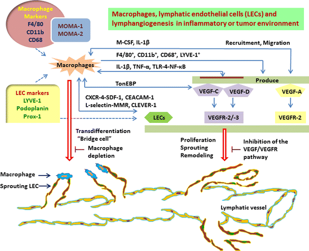 Macrophages are important mediators of either tumor- or inflammation ...