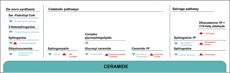 Ceramide function in the brain: when a slight tilt is enough | SpringerLink