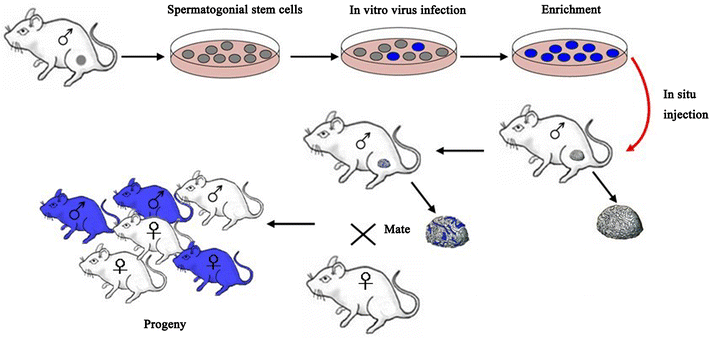 Recent advances in the development of new transgenic animal technology ...