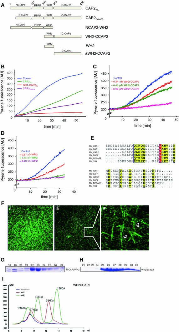 Ablation of cyclase-associated protein 2 (CAP2) leads to cardiomyopathy ...