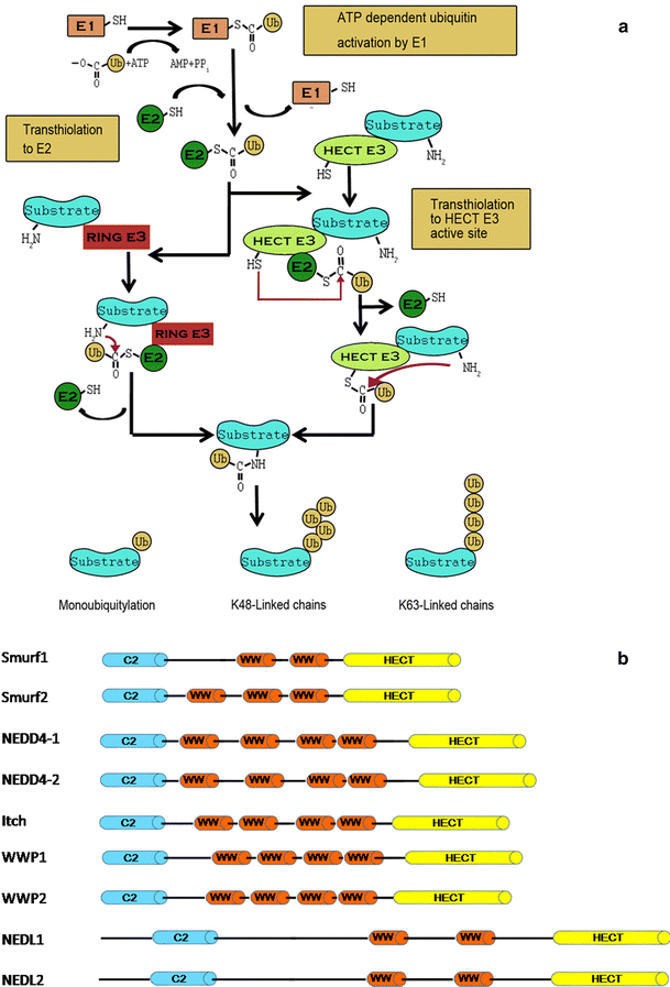 A Smurf1 tale: function and regulation of an ubiquitin ligase in ...