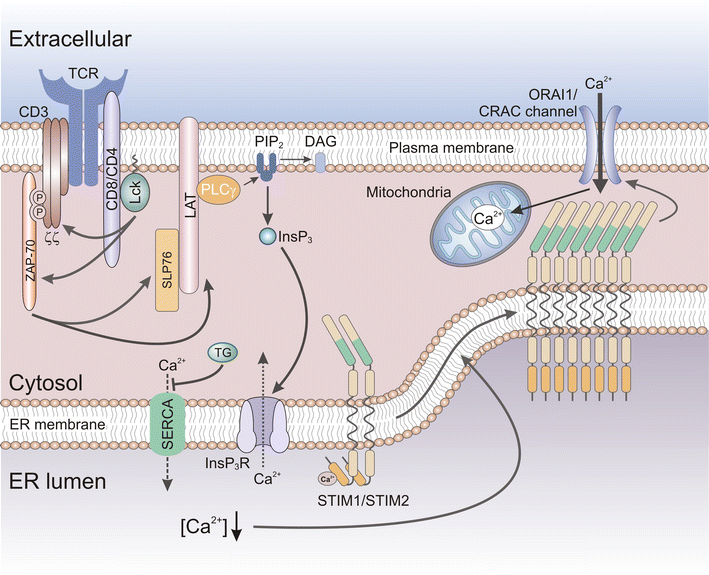 Molecular regulation of CRAC channels and their role in lymphocyte ...
