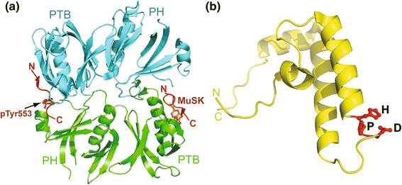 Structural mechanisms of the agrin–LRP4–MuSK signaling pathway in ...