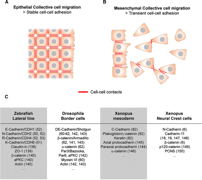 Collective cell migration of epithelial and mesenchymal cells ...