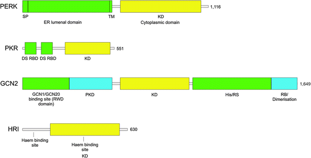 The eIF2α kinases: their structures and functions | SpringerLink