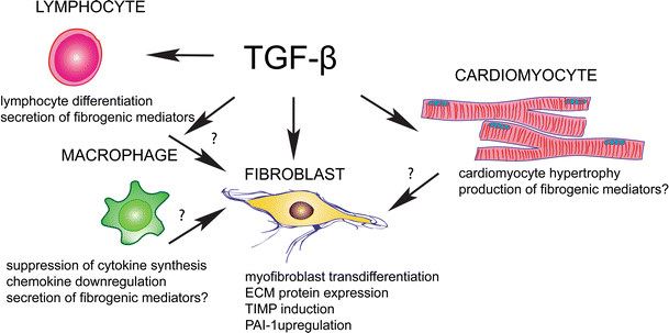 The pathogenesis of cardiac fibrosis | SpringerLink