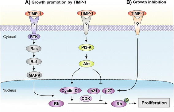 Cytokine functions of TIMP-1 | SpringerLink
