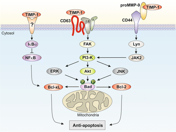 Cytokine functions of TIMP-1 | SpringerLink