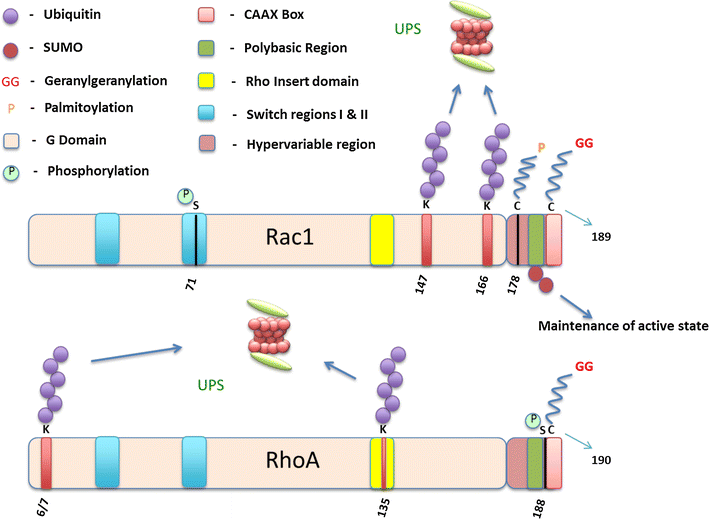 Small Rho GTPases in the control of cell shape and mobility | SpringerLink