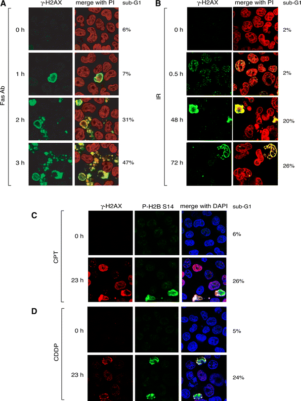 The nuclear γ-H2AX apoptotic ring: implications for cancers and ...