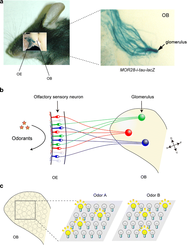 Neural map formation in the mouse olfactory system | SpringerLink