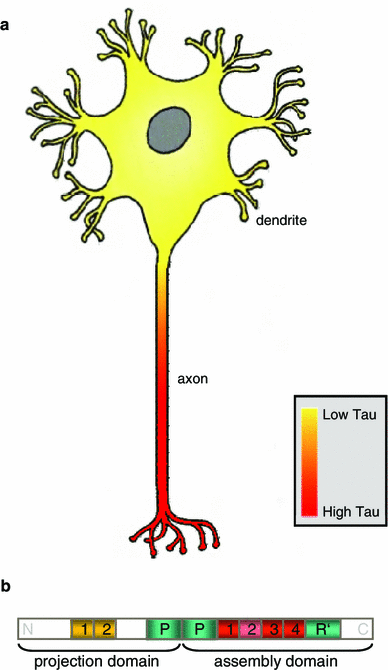 Transport and diffusion of Tau protein in neurons | SpringerLink