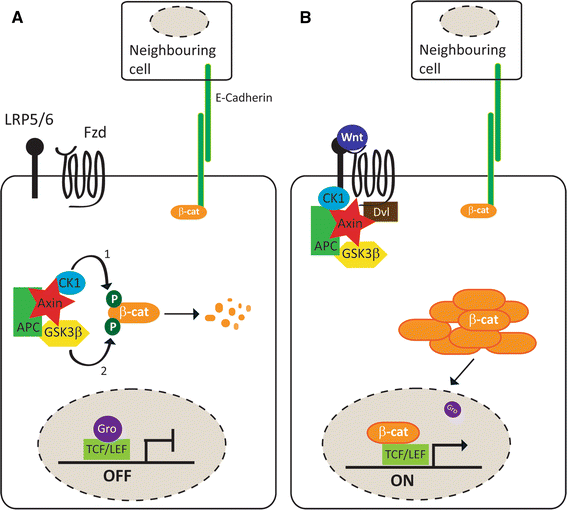 Wnt–Notch signalling crosstalk in development and disease | SpringerLink