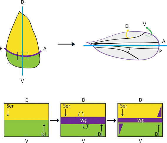 Wnt–Notch signalling crosstalk in development and disease | SpringerLink