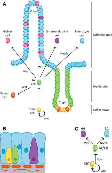 Wnt–Notch signalling crosstalk in development and disease | SpringerLink