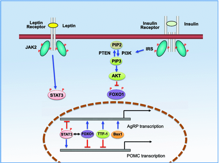 Participation of the central melanocortin system in metabolic ...