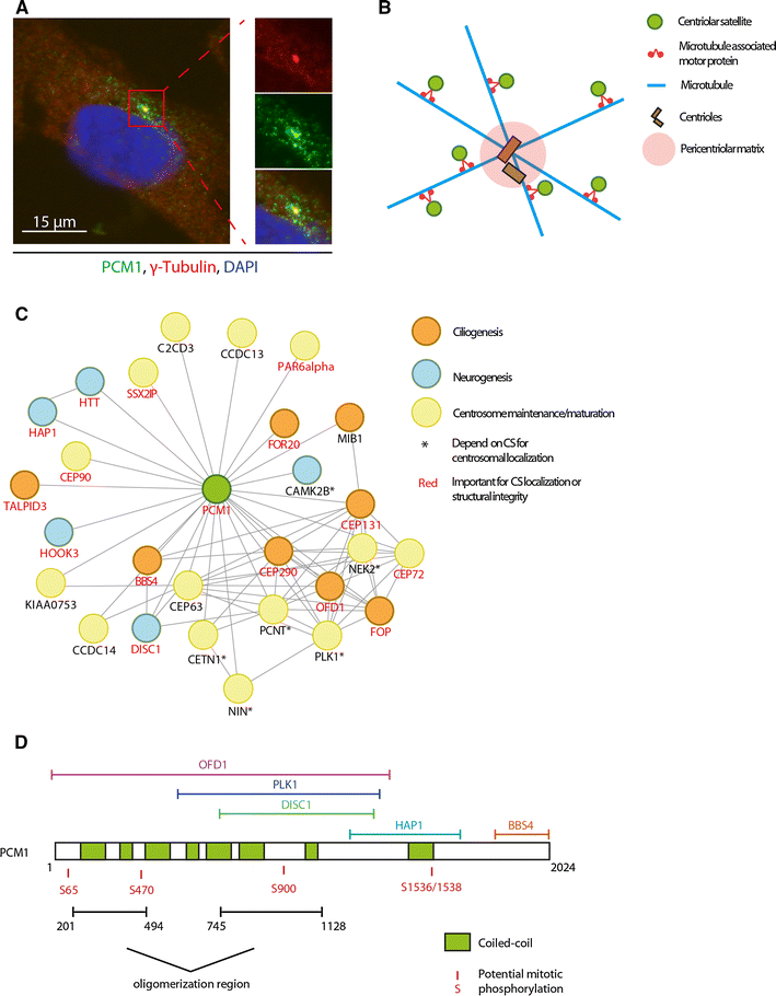 Centriolar satellites: key mediators of centrosome functions | SpringerLink